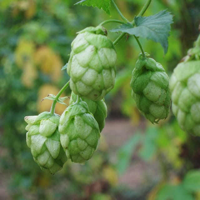 🔥SEMILLAS DE LÚPULO (HUMULUS LUPULUS) 🔥
