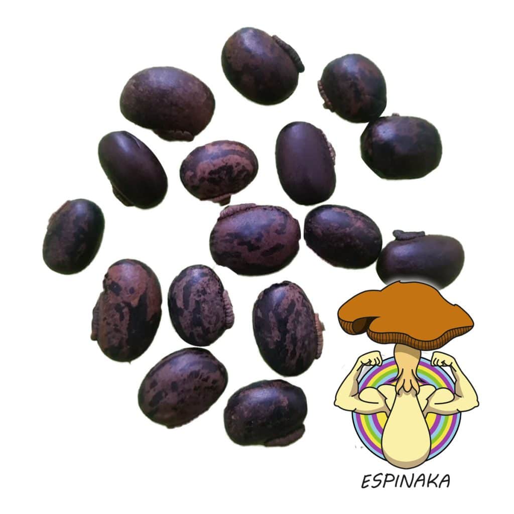 SEMILLAS DE ANTORCHA PERUANA