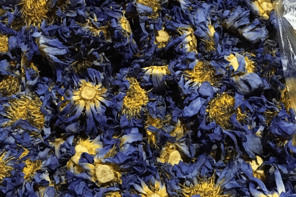 🔥 TODO SOBRE EL LOTO AZUL 🔥 - ESPINAKAGROW