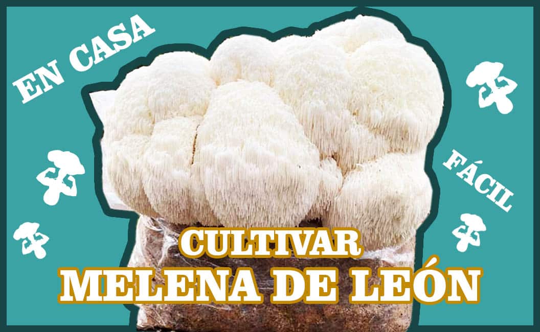 🔥 Cultivar Setas Melena de León: El hongo de la Inmortalidad 🔥 ...